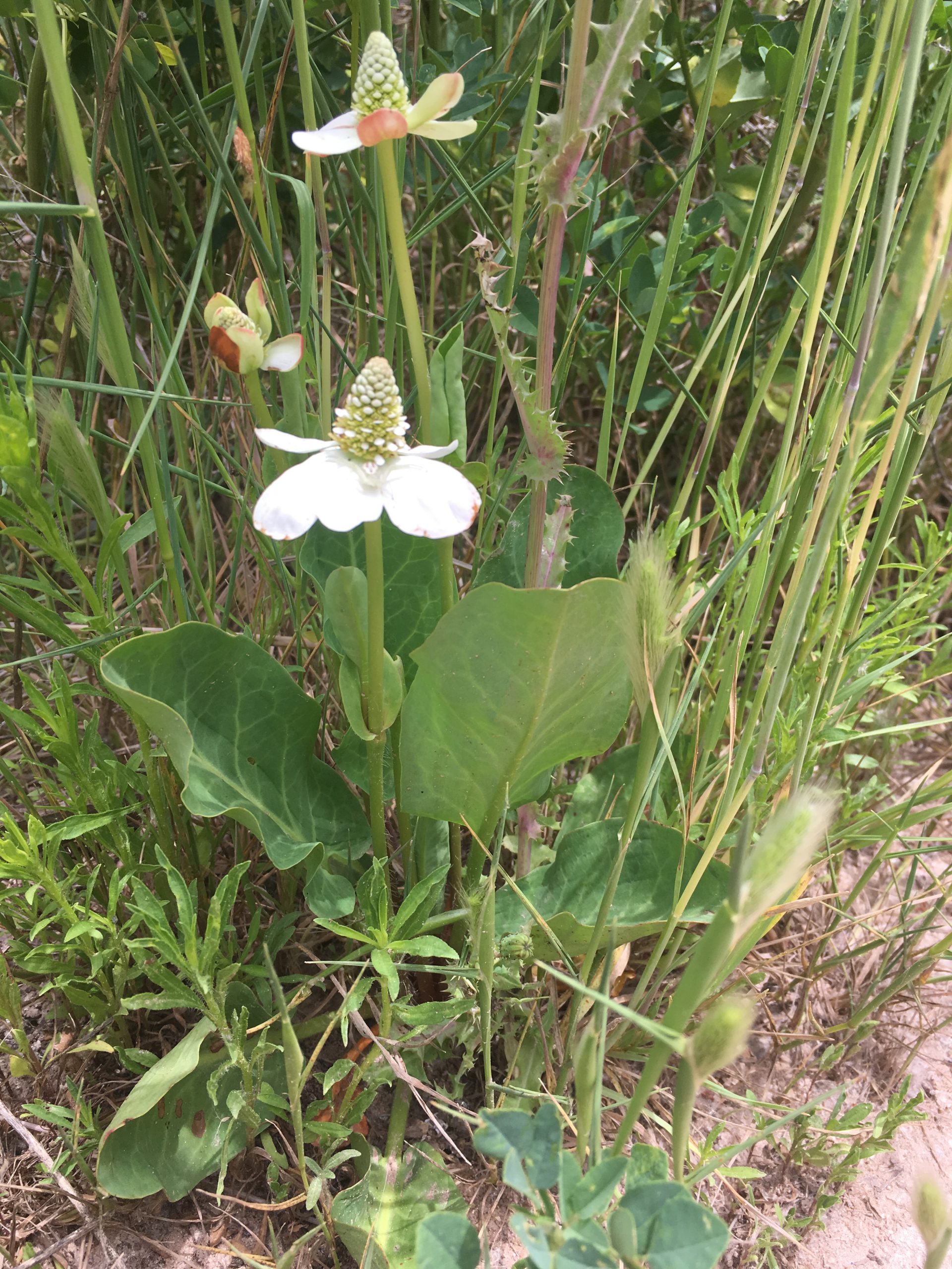 Restoration | Yerba Mansa Project